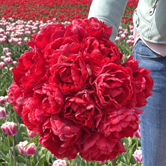 red double tulip