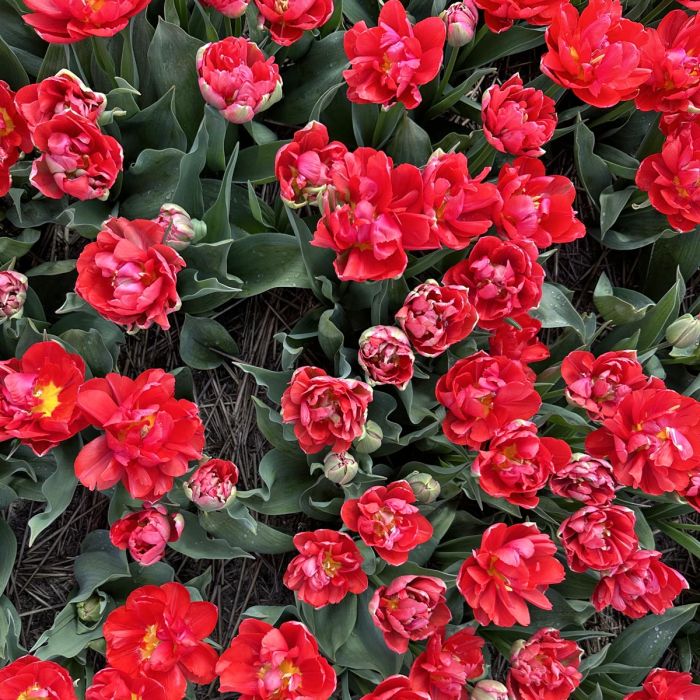 red double tulip