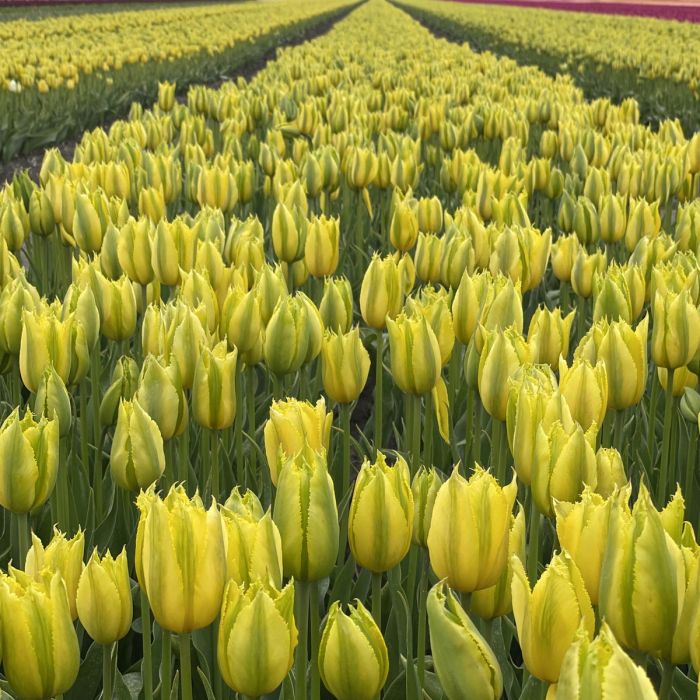 green tulips